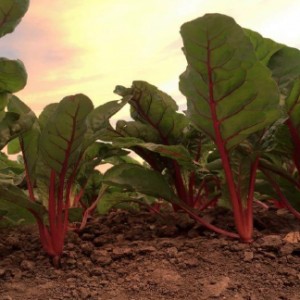 Val Verde Vegetable Clean Eating Blog – Val Verde Vegetable