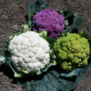 Val Verde Vegetable Clean Eating Blog – Val Verde Vegetable